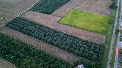 Aerial view pull back white egret bird b... | Stock Video | Pond5