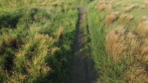 Aerial view rural path with cogon grass | Stock Video | Pond5