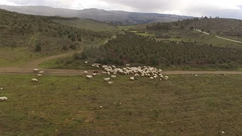 Aerial View Sheep animals on a meadow. B... | Stock Video | Pond5