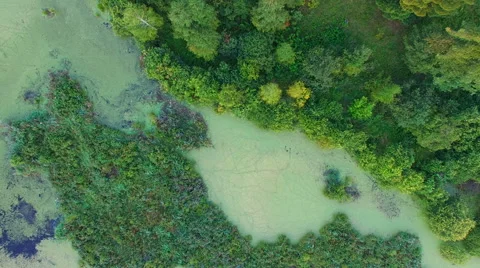 aerial view Siberian swamp vertical lift | Stock Video | Pond5