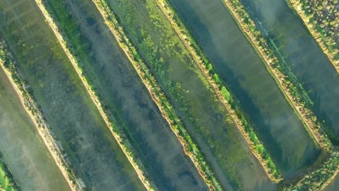 Quagmire Stock Videos – Royalty-Free HD & 4K Videos | Pond5