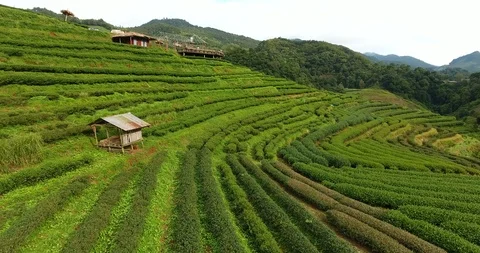 Aerial view of tea plantation terrace on... | Stock Video | Pond5