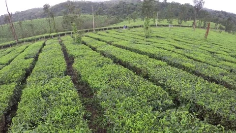 Coorg Stock Video Footage | Royalty Free Coorg Videos | Pond5