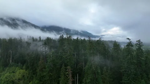 Aerial View of Temperate Rainforest and ... | Stock Video | Pond5