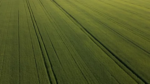 Wheat Field Aerial Stock Footage ~ Royalty Free Stock Videos | Pond5
