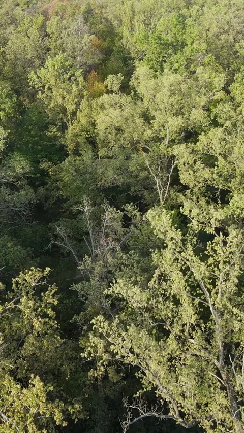 Aerial view of trees in the forest. Vert... | Stock Video | Pond5