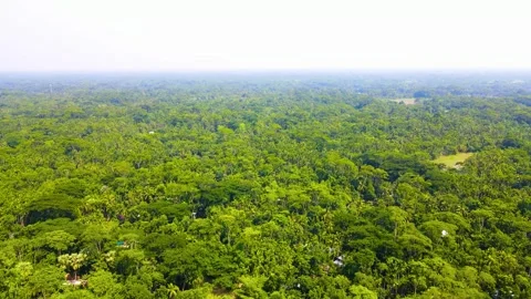 Tropical Birds Flying Stock Videos – Royalty-Free HD & 4K Videos | Pond5