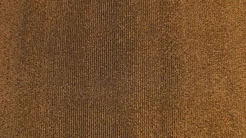 Aerial view of a wide corn field. Camera... | Stock Video | Pond5