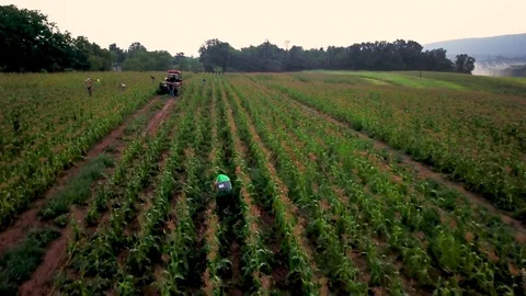 Aerial view of workers in field picking ... | Stock Video | Pond5