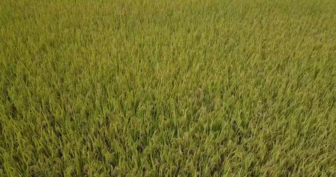 Aerial view yellow paddy rice field with... | Stock Video | Pond5