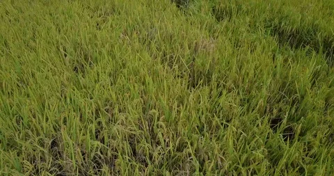 Aerial view yellow paddy rice field with... | Stock Video | Pond5