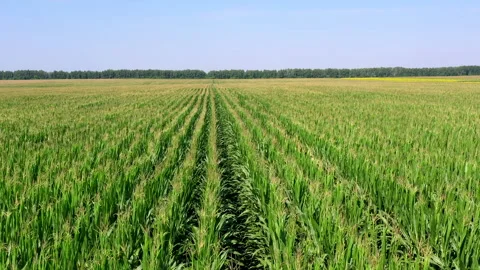 Aerial view of the young green corn plan... | Stock Video | Pond5