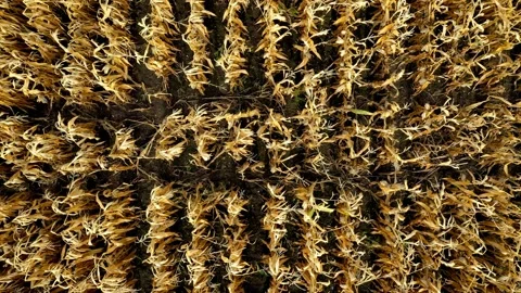 Aerial view zoom in with rows of corn pl... | Stock Video | Pond5