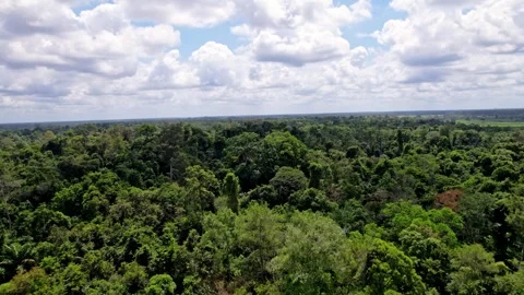 Aerial views of the incredible Amazon, a... | Stock Video | Pond5