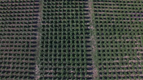 Aerial Zoom in to Rows Of Landscaped Mar... | Stock Video | Pond5