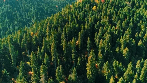 Aerial,dense fir tree forest in the high... | Stock Video | Pond5