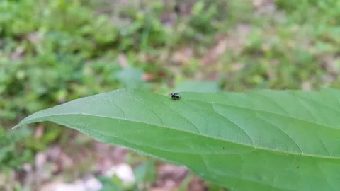 Aesthetic footage of Black Locust Treeho... | Stock Video | Pond5