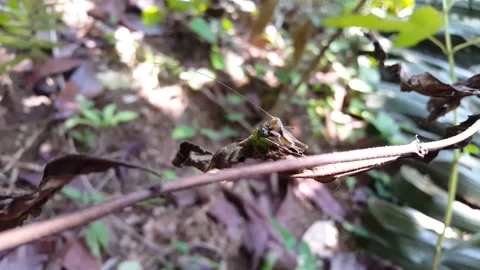 Aesthetic footage of Green Jumping Spide... | Stock Video | Pond5