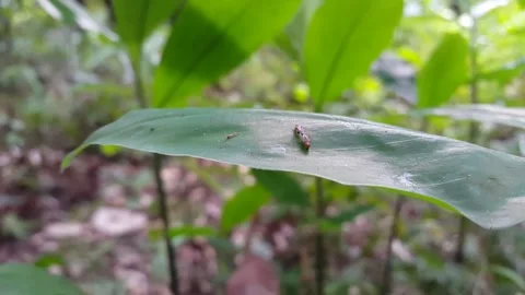 Aesthetic Animals Background Stock Videos – Royalty-Free HD & 4K Videos