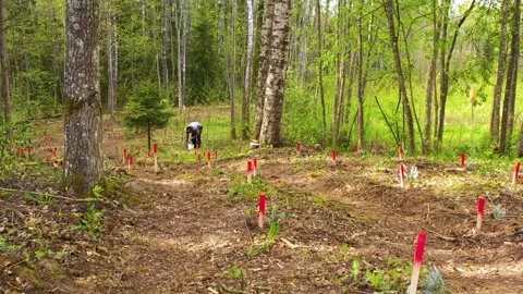 Afforestation planting new fir tree plan... | Stock Video | Pond5