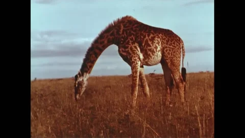 AFRICA - 1968 - Myriad wild animals are ... | Stock Video | Pond5