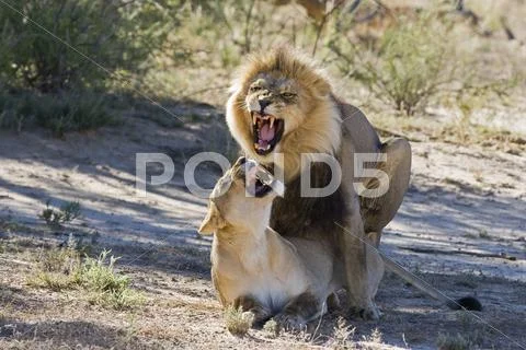 Africa, Namibia, Lion and lioness (Panthera leo) mating, close-up ...
