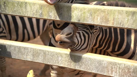 africa zebra black and white at the zoo.... | Stock Video | Pond5