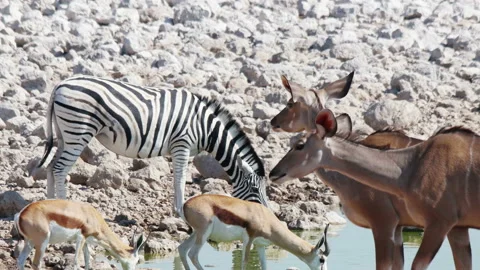 African animals at the watering | Stock Video | Pond5