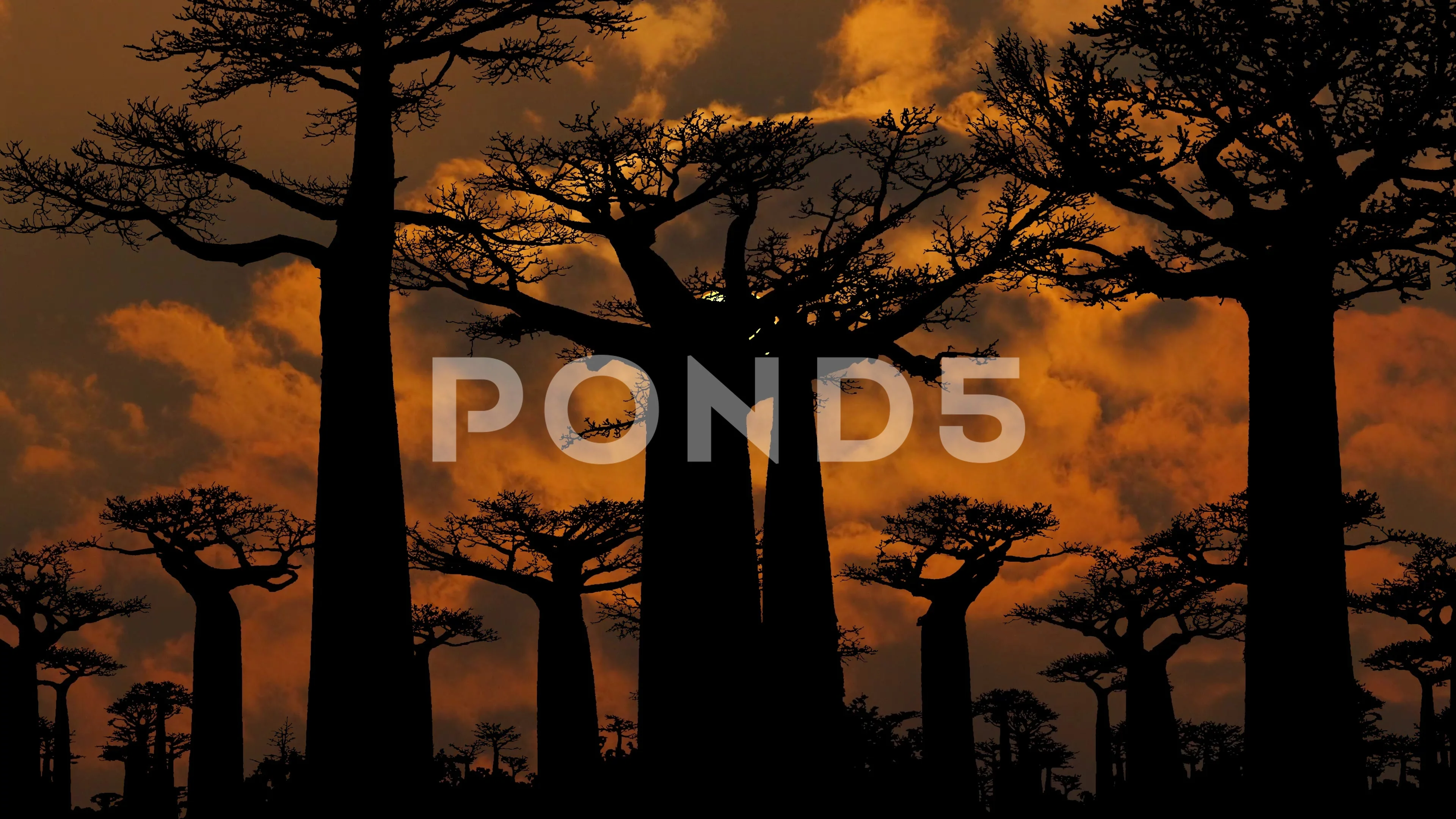 Baobab Tree Silhouette