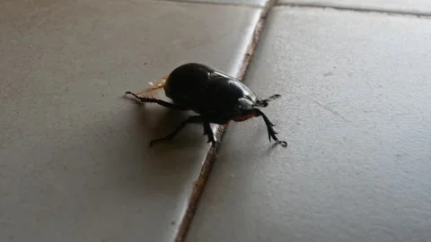 African black beetle, Heteronychus arato... | Stock Video | Pond5