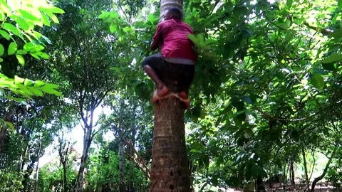 African black man climbing a palm tree w... | Stock Video | Pond5