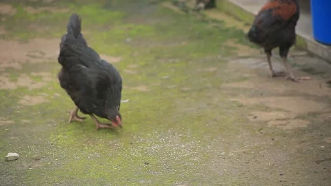 Free Birdd Stock Videos – Royalty-Free HD & 4K Videos