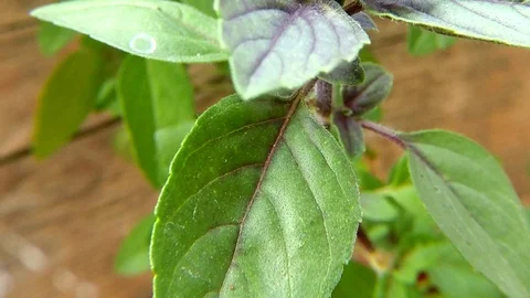 African blue basil, spice and medicinal ... | Stock Video | Pond5