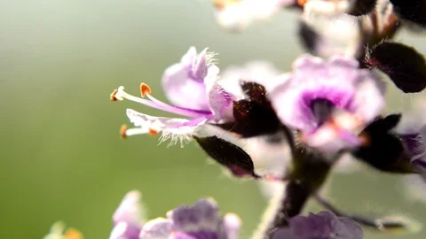 African blue basil, spice and medicinal ... | Stock Video | Pond5