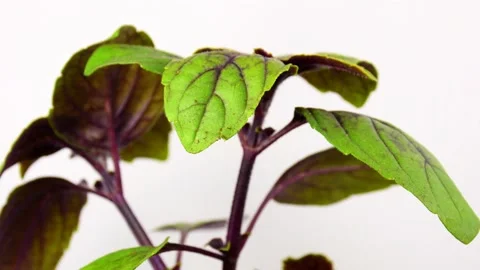 African blue basil, spice and medicinal ... | Stock Video | Pond5