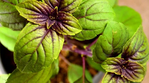 African blue basil, spice and medicinal ... | Stock Video | Pond5