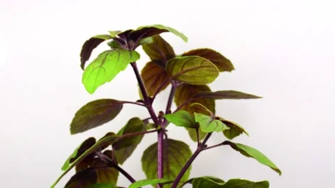 African blue basil, spice and medicinal ... | Stock Video | Pond5