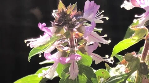 African blue basil, spice and medicinal ... | Stock Video | Pond5