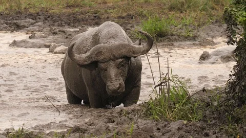 African buffalo with flies, standing in ... | Stock Video | Pond5