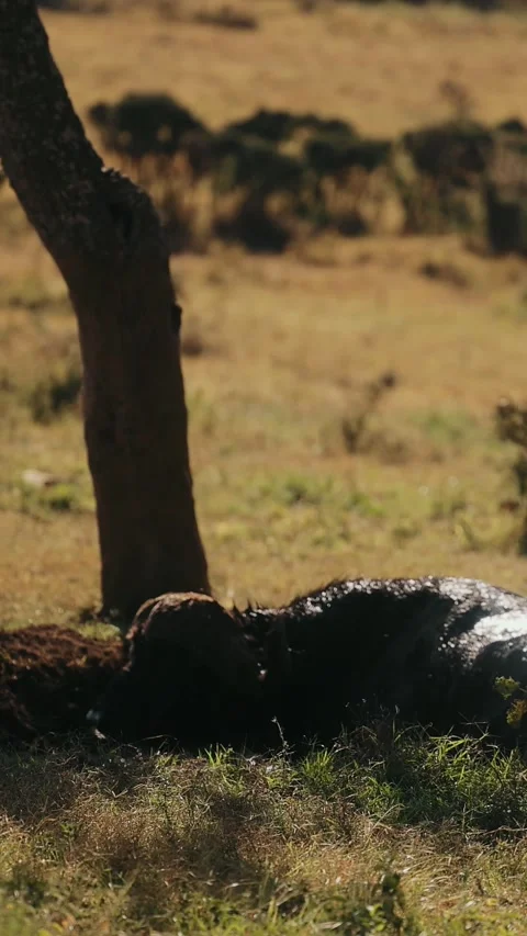 African Buffalo Lies In Swamp Under Tree... | Stock Video | Pond5