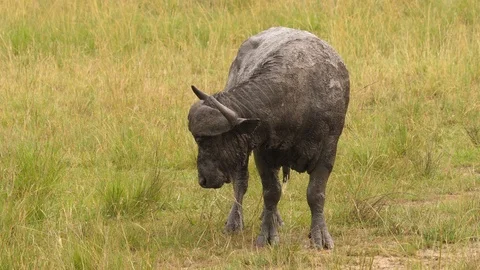 African Peeing Stock Video Footage | Royalty Free African Peeing Videos ...