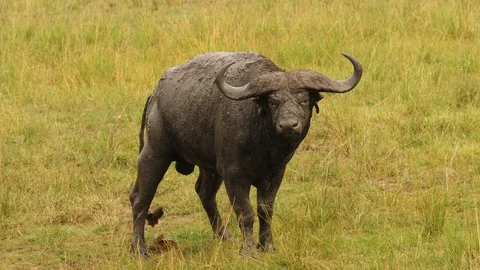 African buffalo pooping | Stock Video | Pond5