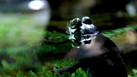 African Bullfrog Mating On Water Surface... | Stock Video | Pond5