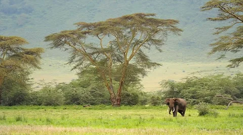 African Bush Elephant walking & calling ... | Stock Video | Pond5