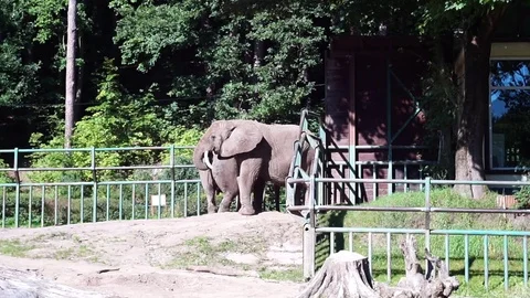 The African Bush Elephant At Zoo 02 | Stock Video | Pond5