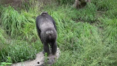 Chimpanzees Running Stock Video Footage | Royalty Free Chimpanzees ...