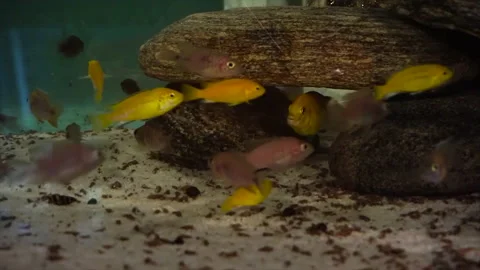 African cichlids fish in aquarium while ... | Stock Video | Pond5
