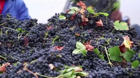 Diversify In Stock Videos – Royalty-Free HD & 4K Videos | Pond5