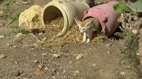 African eared fox peeps out of a clay po... | Stock Video | Pond5