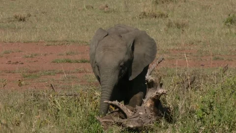 African Elephant baby digging for food, ... | Stock Video | Pond5